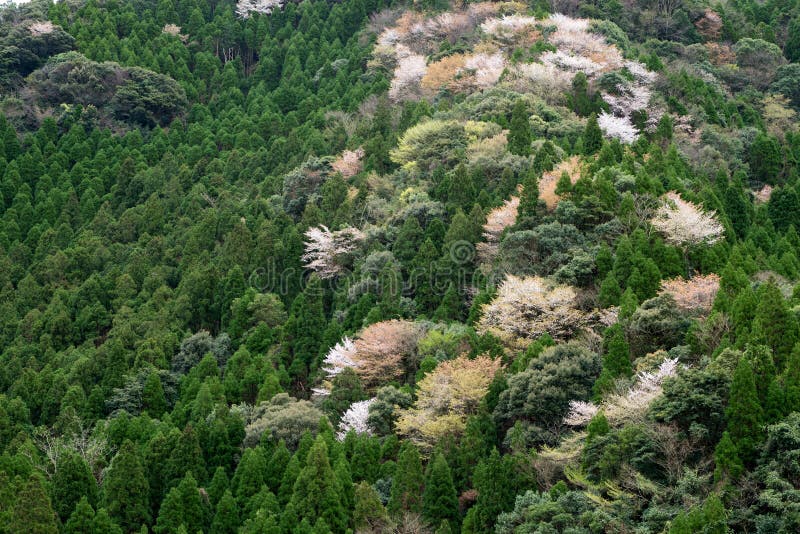 Cherry blossoms in forest stock image. Image of spring - 272434833