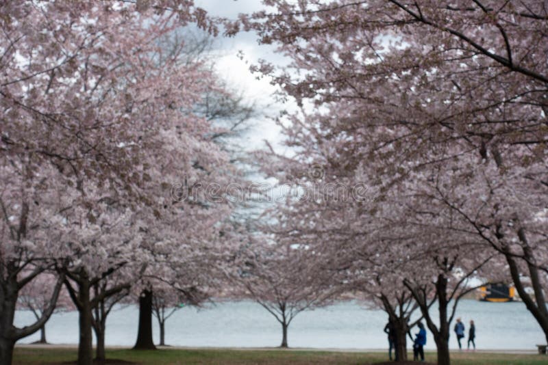 Cherry Blossoms at Fort McHenry in Baltimore Maryland Editorial Stock ...