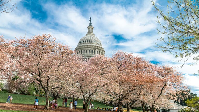 Cherry Blossoms in Front of the Capitol Building in Washington in ...