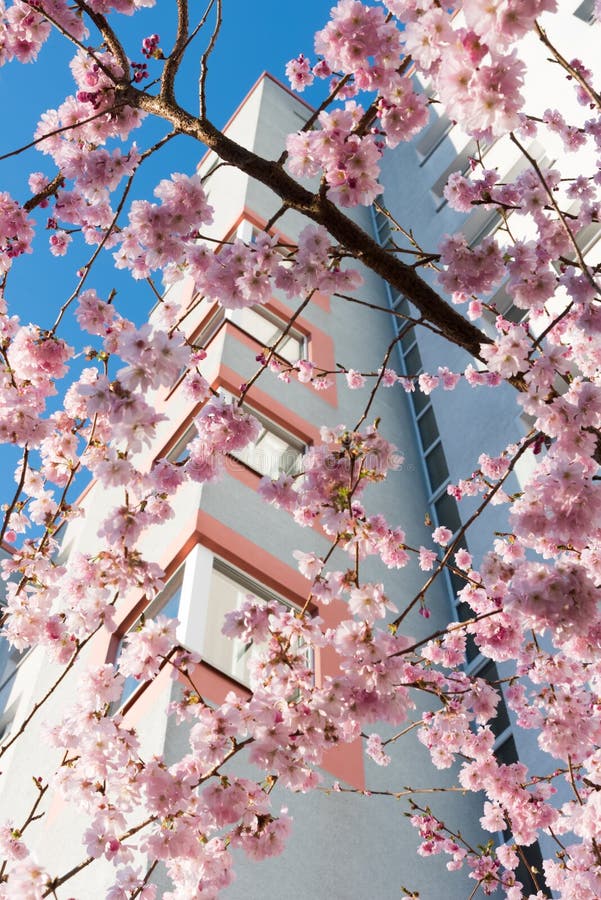 Cherry Blossoms in Front of a Skyscraper with a Blue Sky Stock Photo ...