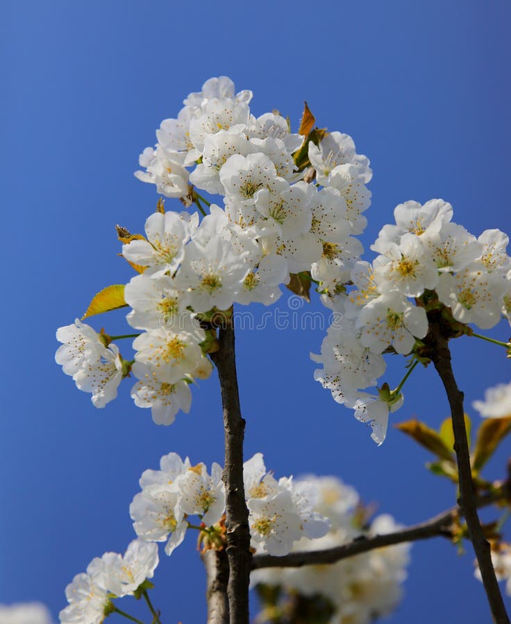 Cherry Blossoms in Full Bloom Against the Sky in Spring a Typical Sight in Japan in May and June ...