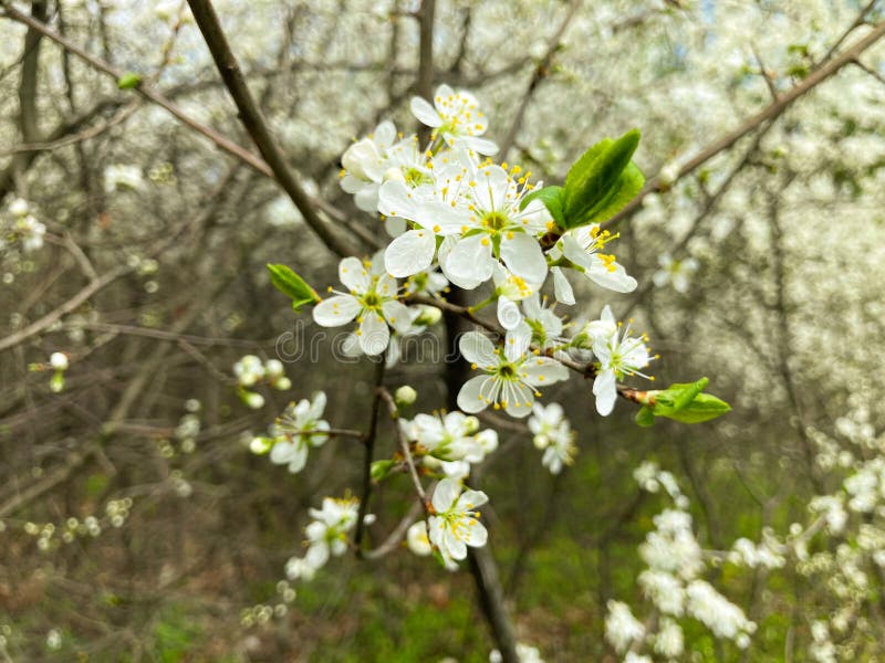 Cherry Blossoms in Full Bloom. a Japanese Spring Scene Stock Photo ...