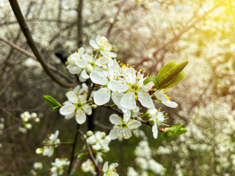 Cherry Blossoms in Full Bloom. a Japanese Spring Scene Stock Image ...
