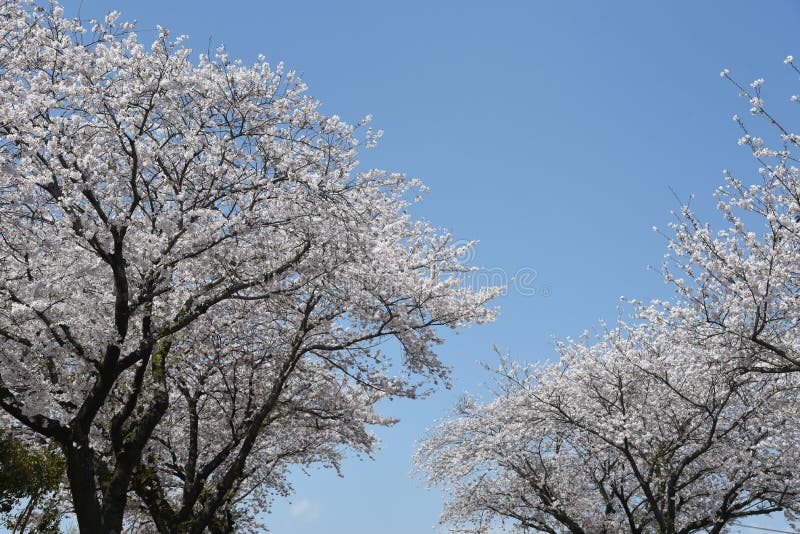 Cherry Blossoms in Full Bloom Stock Photo - Image of blossoms, romantic ...