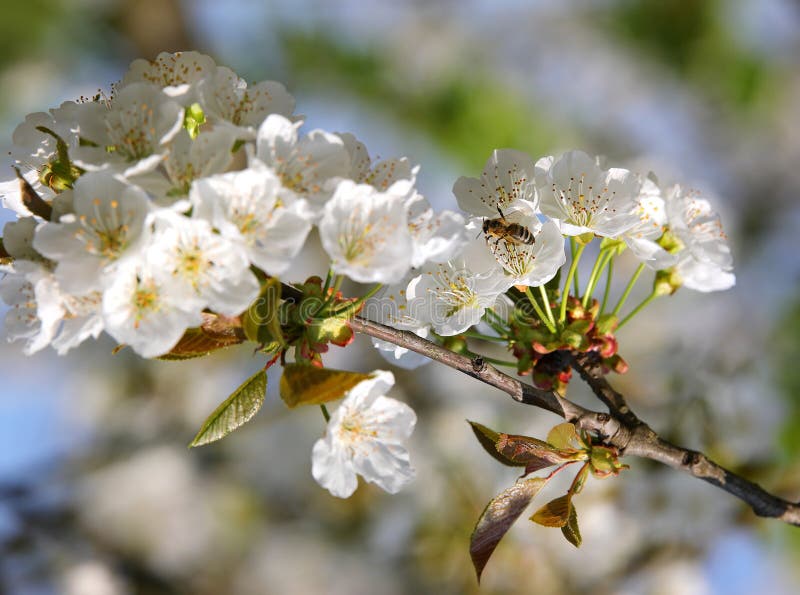 Cherry Blossoms in Full Bloom during the Month of April, with a Bee ...