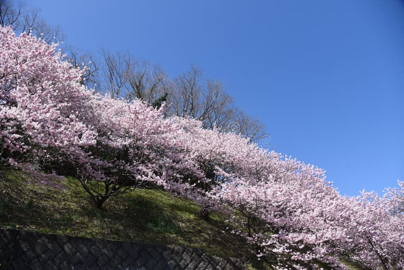 Cherry Blossoms in Full Bloom Stock Photo - Image of blossom, flower ...