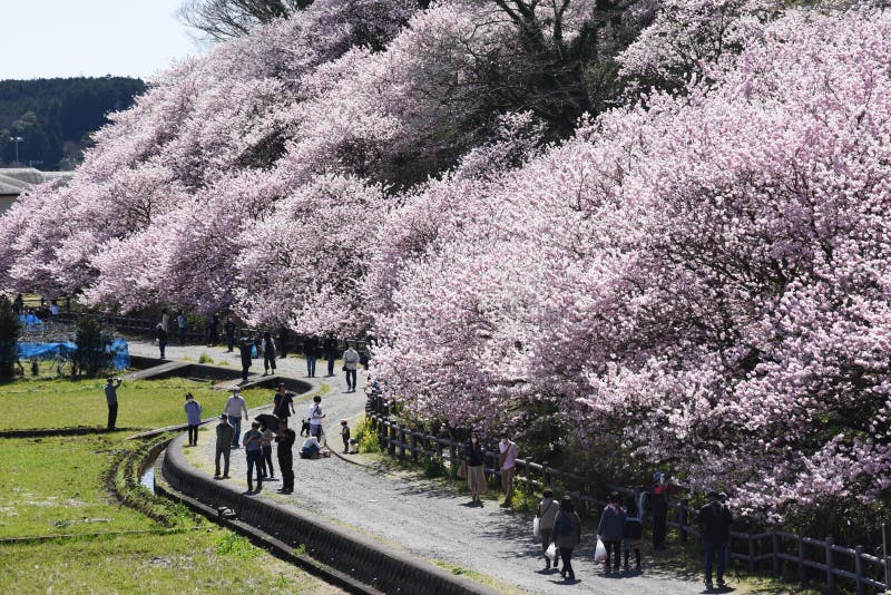 Cherry Blossoms in Full Bloom Editorial Photography - Image of japanese ...