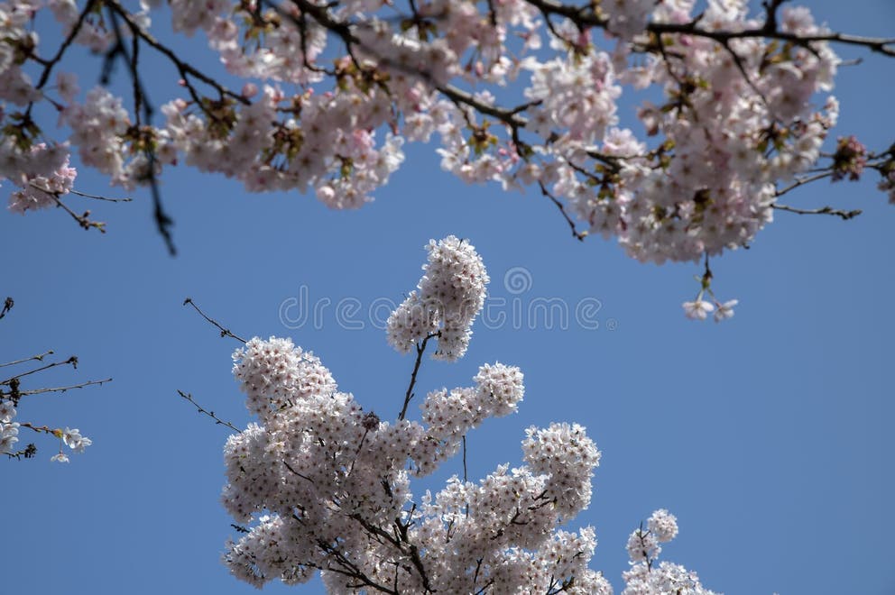 Cherry Blossoms Full in Bloom during Spring at Amsterdam the ...