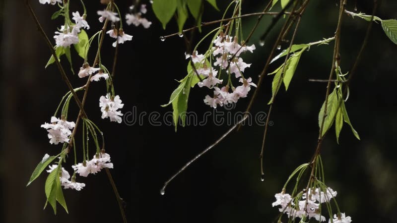 Cherry Blossoms in Full Bloom in Spring Stock Video - Video of aroma ...