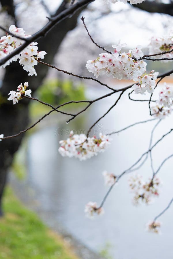 Cherry Blossoms by a Tranquil River in Spring. Stock Image - Image of ...