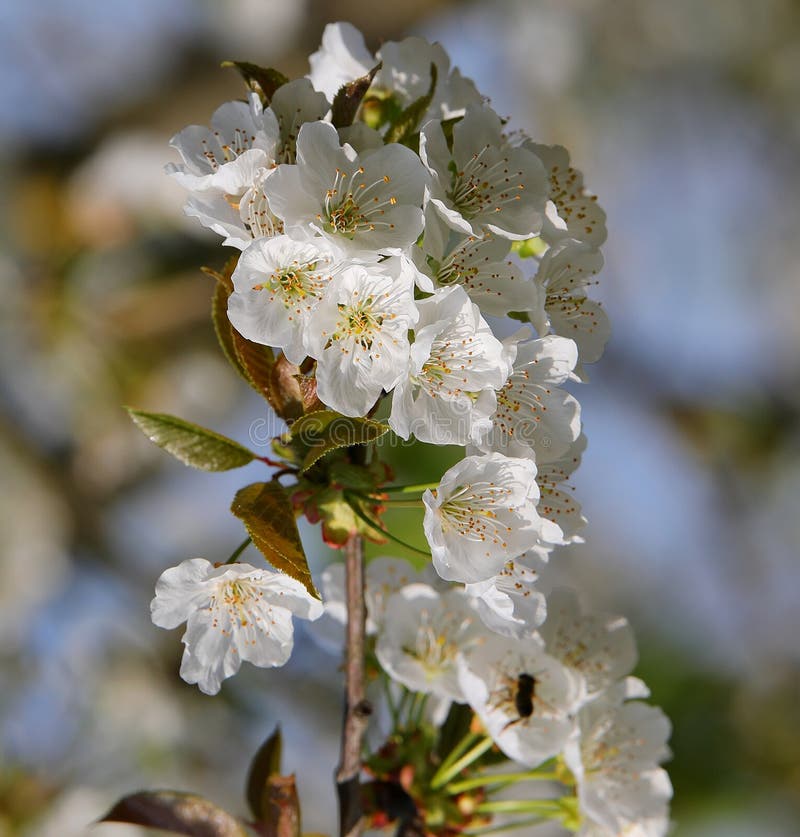Cherry Blossoms in Full Bloom a Typical Sight in Japan Stock Image - Image of spring, leaf ...