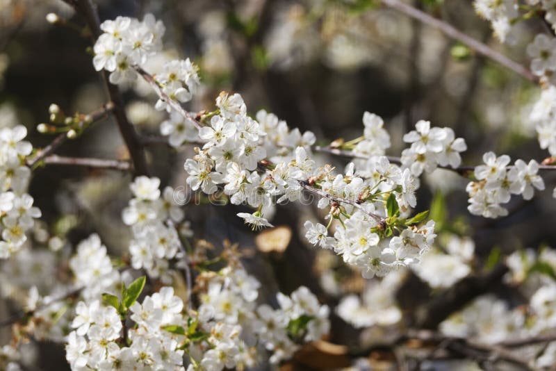 Cherry Blossoms in a Garden, Germany, Europe Stock Photo - Image of ...