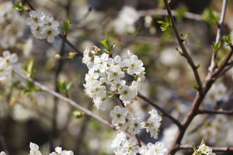 Cherry Blossoms in a Garden, Germany, Europe Stock Image - Image of ...