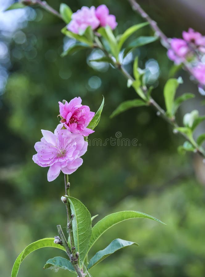 Cherry blossoms stock image. Image of flower, green, blossom - 88605595