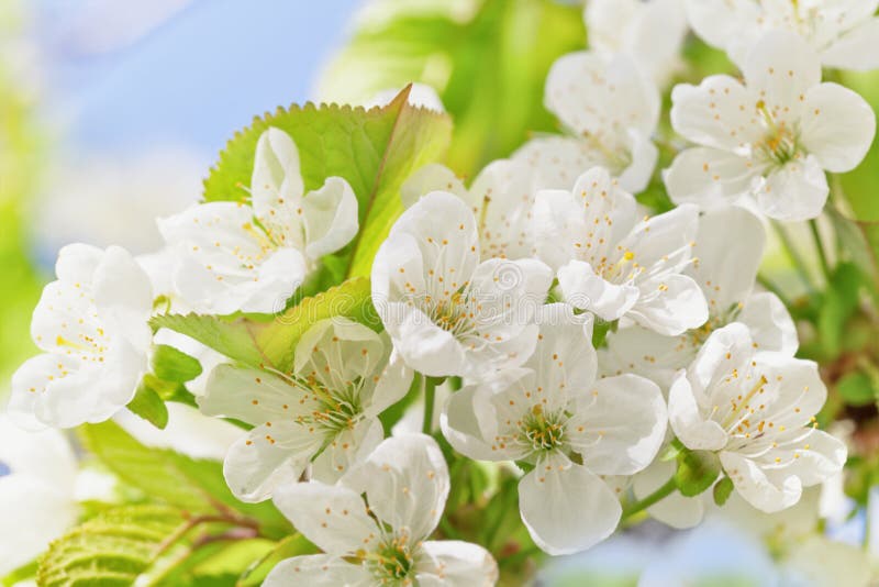 Cherry Blossoms with Green Leaves Stock Image - Image of beautiful ...