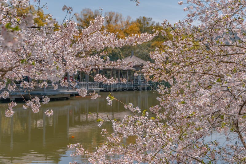 Cherry Blossoms in Hangzhou Stock Image - Image of japan, park: 215559039