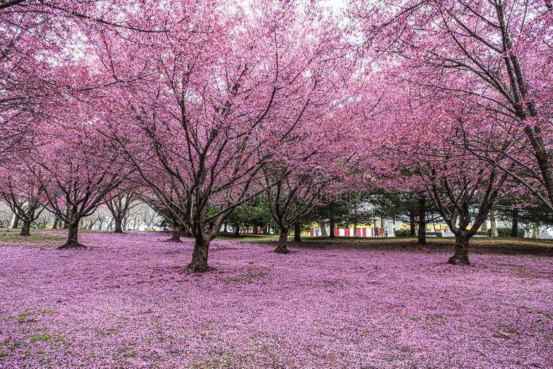 Pink Land during the Spring Stock Photo - Image of seasonal, light ...