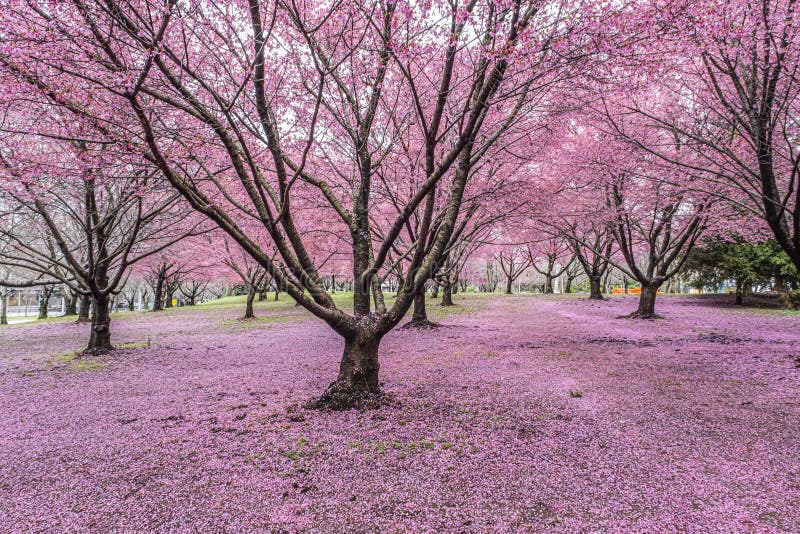 Pink Land during the Spring Stock Photo - Image of light, pink: 176299254
