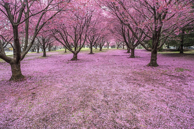 Pink Land during the Spring Stock Image - Image of cherry, nature ...