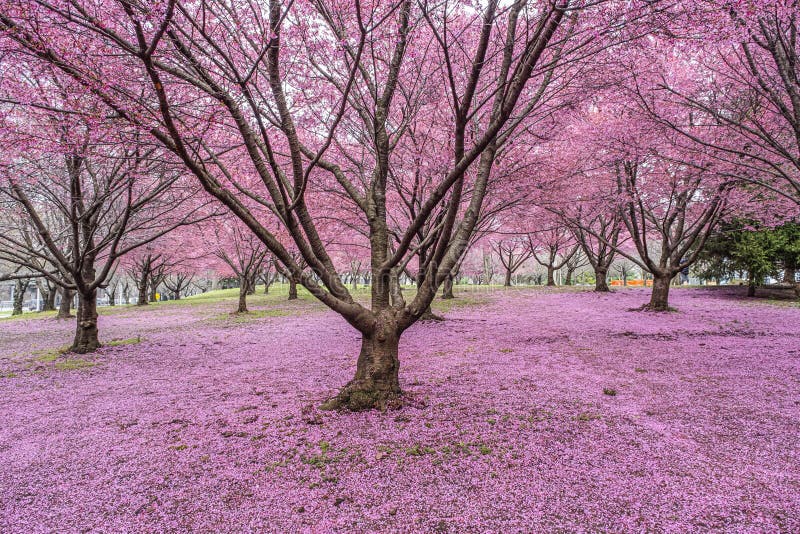 Pink Land during the Spring Stock Image - Image of fresh, public: 176299803