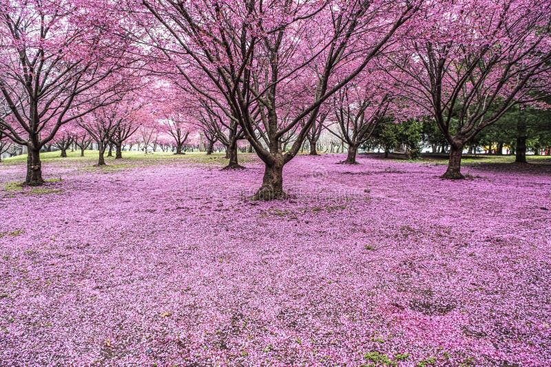 Pink Land during the Spring Stock Photo - Image of public, season ...
