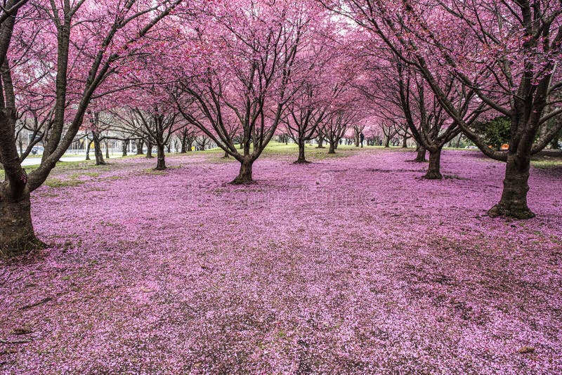 Pink Land during the Spring Stock Photo - Image of weather, fresh ...