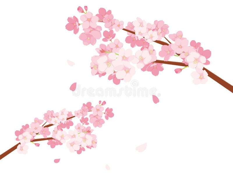 Cherry Blossoms Illustration Stock Vector - Illustration of branch ...