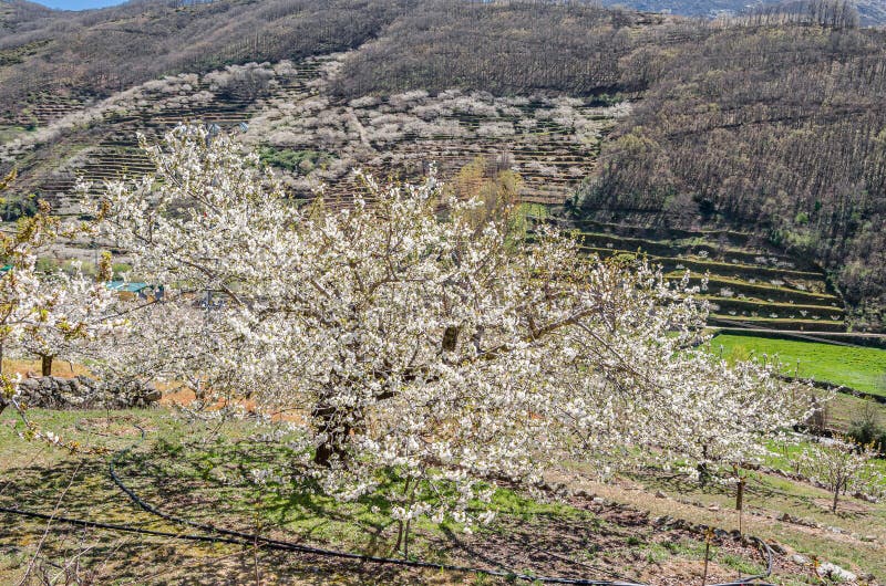 Cherry Blossoms in the Jerte Valley, Spain Stock Photo - Image of ...