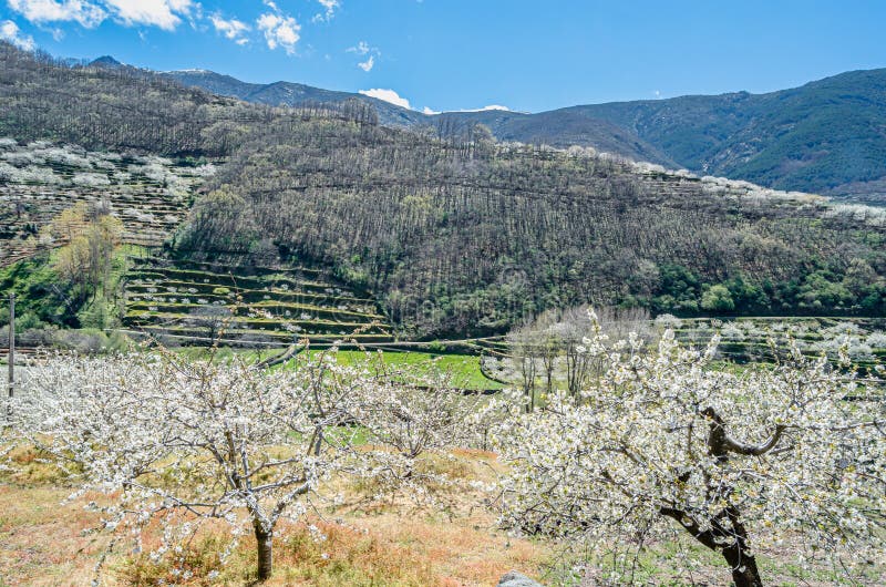 Cherry Blossoms in the Jerte Valley, Spain Stock Photo - Image of ...