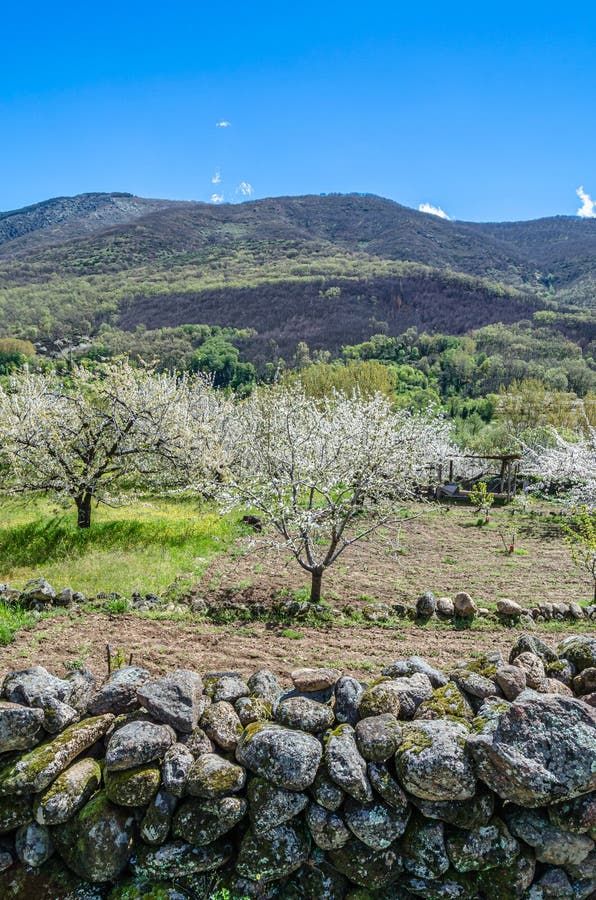 Cherry Blossoms in the Jerte Valley, Spain Stock Photo - Image of ...