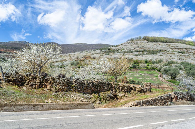 Cherry Blossoms in the Jerte Valley, Spain Stock Image - Image of scene ...
