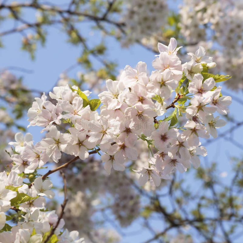 Cherry Blossoms in Kew Gardens Stock Image - Image of foreground ...
