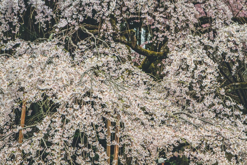 Cherry Blossoms in Kyoto in the Temples of Daigo Ji 10 April 2012 Stock ...