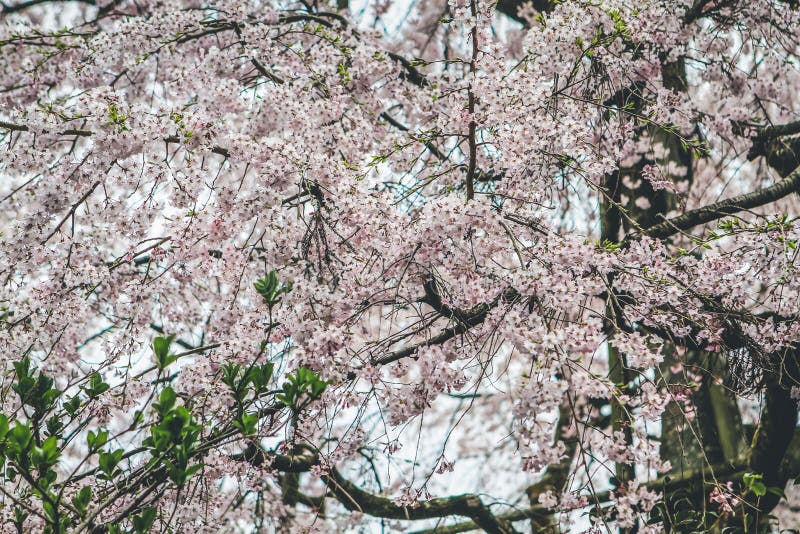 Cherry Blossoms in Kyoto in the Temples of Daigo Ji 10 April 2012 Stock ...