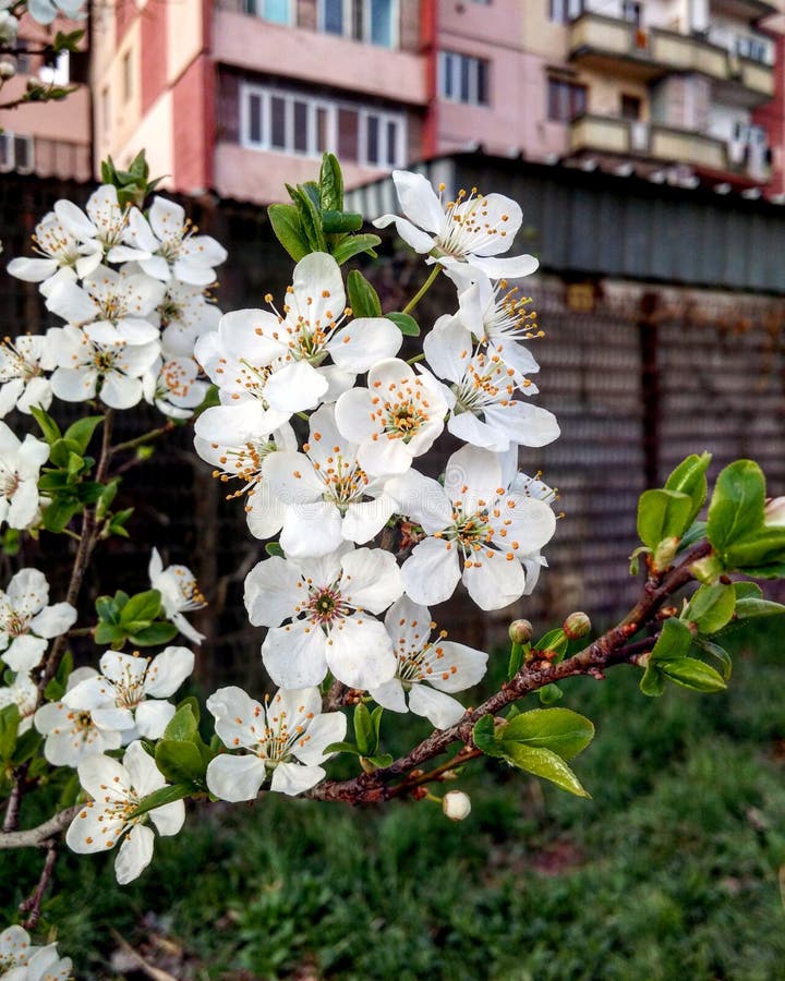Cherry blossoms stock photo. Image of cherry, blossoms - 70571566