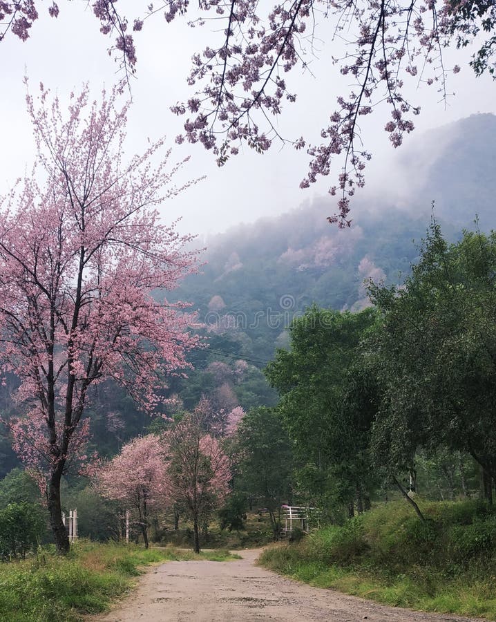 Mao Manipur Stock Photos - Free & Royalty-Free Stock Photos from Dreamstime