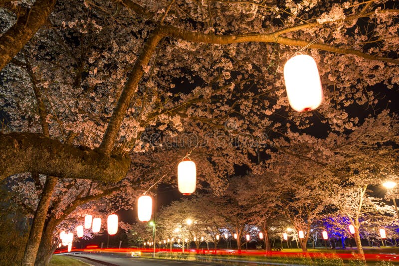 Cherry blossoms at night stock photo. Image of beautiful - 67353292