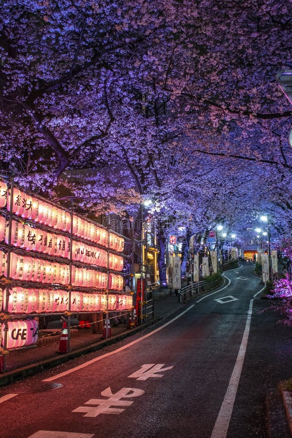 Cherry Blossoms at Night in Tokyo Editorial Stock Image - Image of ...