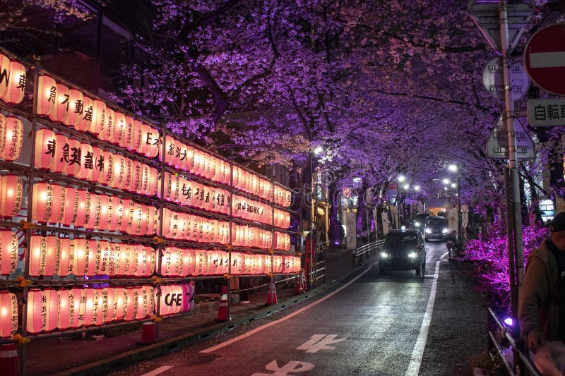 Cherry Blossoms at Night in Tokyo Editorial Photo - Image of view ...