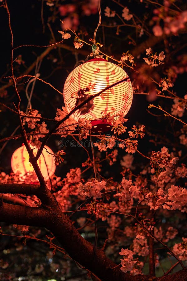 Cherry Blossom Tree At Night Wallpaper