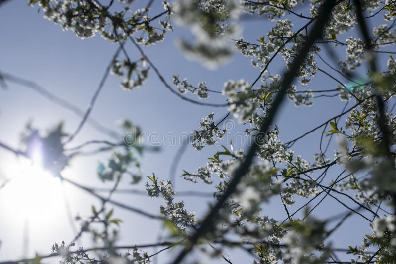 Cherry Blossoms in the Orchard Stock Image - Image of branch, flower ...