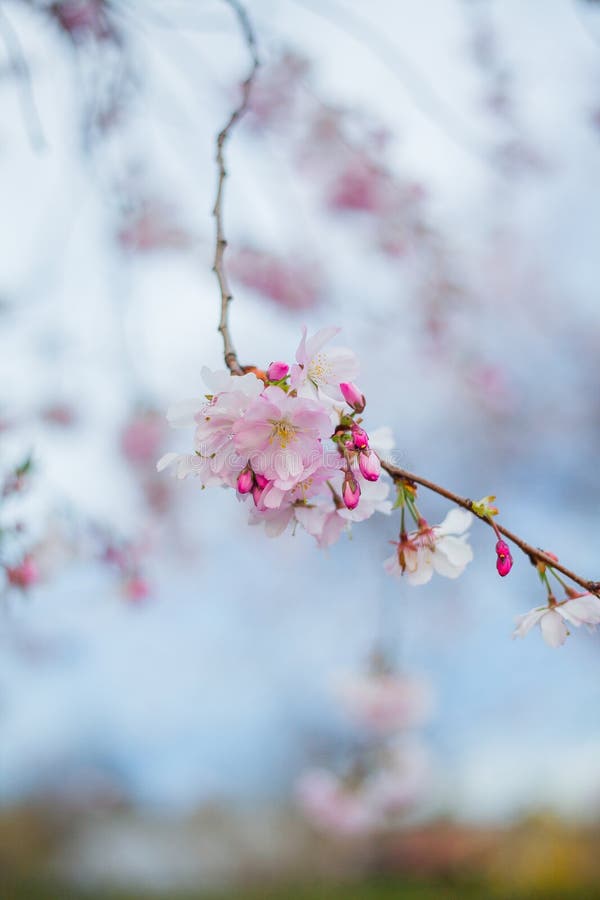 Cherry Blossoms. Park with Pink Flowers on the Trees. Spring Stock ...