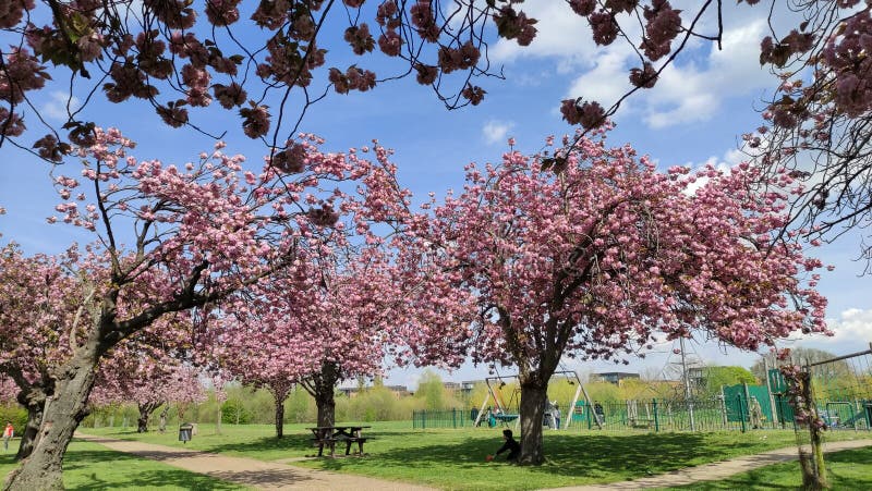 The Cherry Blossoms at the Park in Spring, London, UK Editorial Stock ...