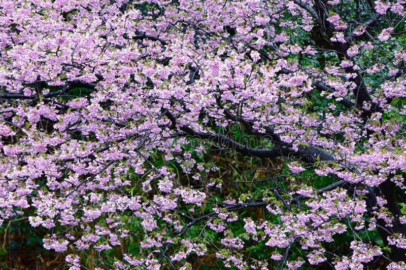 Cherry Blossoms Petals Background Material Japanese Spring Gift Cards ...