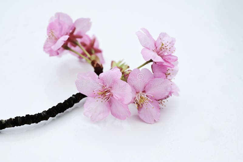Cherry Blossoms Petals Background Material. for the Japanese Spring ...