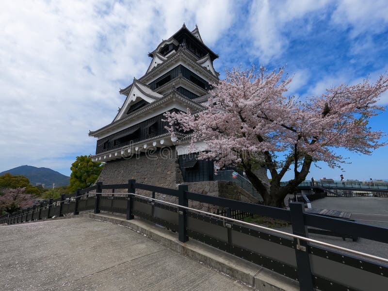 The Sakura Tree is Blooming Stock Photo - Image of spring, plant: 275972560