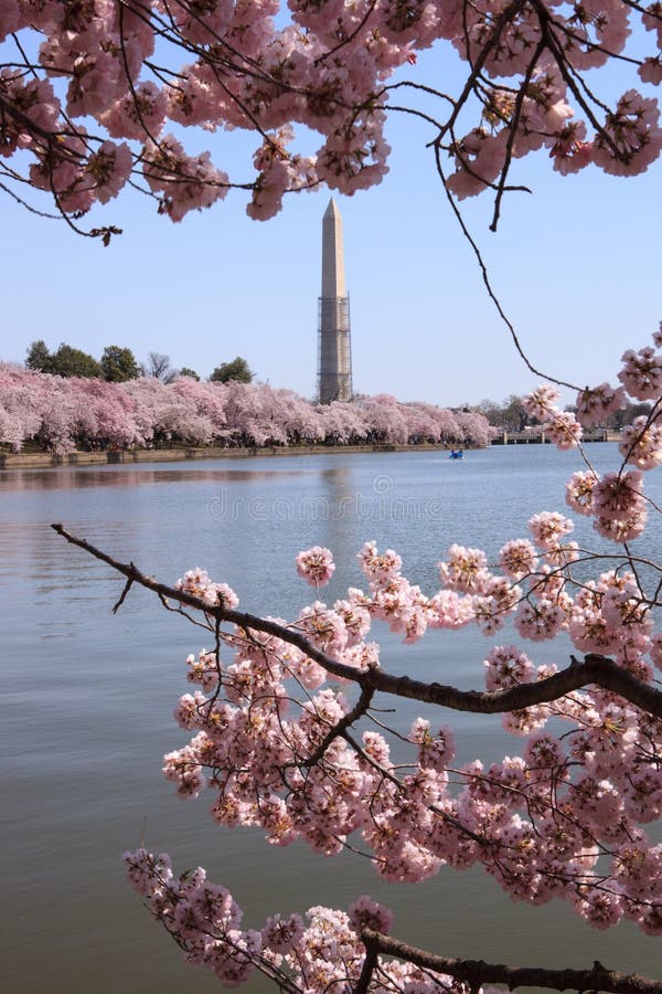 Cherry Blossoms Potomac River Washington DC Stock Photo - Image of ...