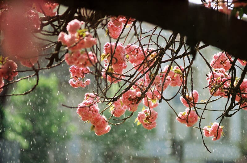 Cherry Blossoms stock image. Image of raining, blossom - 79312171