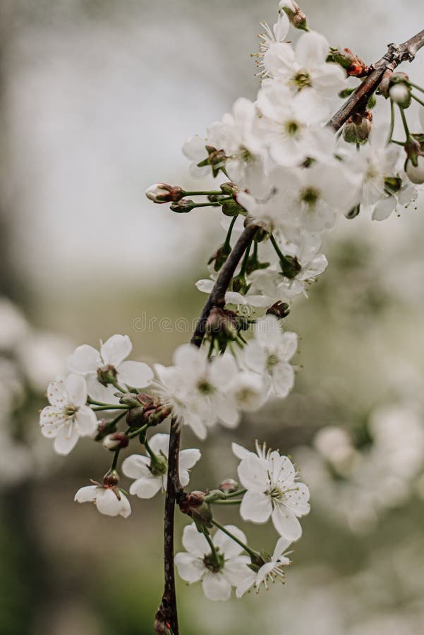 Cherry Blossoms in Russian Gardens Stock Photo - Image of green, cherry ...