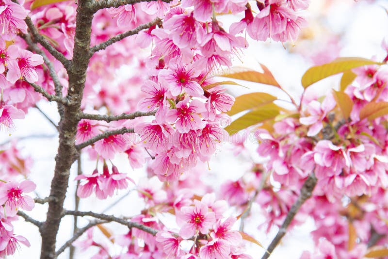 Cherry Blossoms(Sakura) stock photo. Image of spring - 268465886